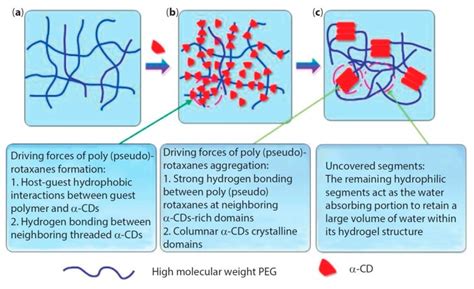 α Cyclodextrin Based Polypseudorotaxane Hydrogels Pmc