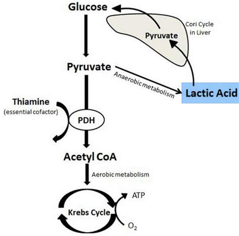 What Does Lactic Acid Lab Show at Dennis Wells blog