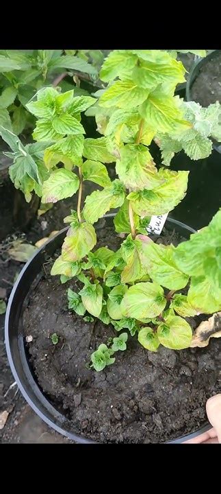 Мята Фруктовые чипсы. #garden #садоводство #сад #огород #дача #растения ...