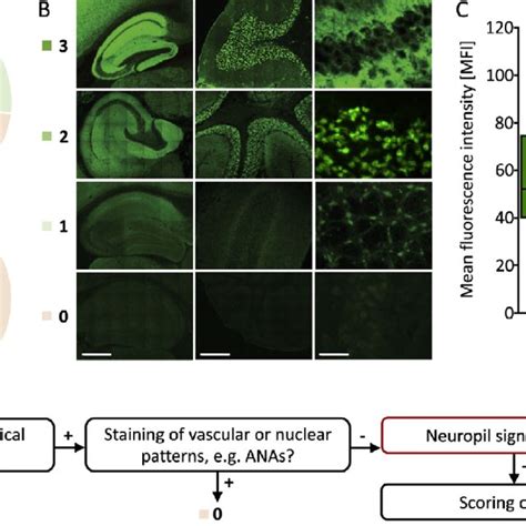 Frequency And Scoring Of Positive CSF Immunoreactions Against Mouse Download Scientific Diagram