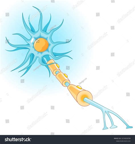 Nodes Of Ranvier 178 Images Photos Et Images Vectorielles De Stock Shutterstock