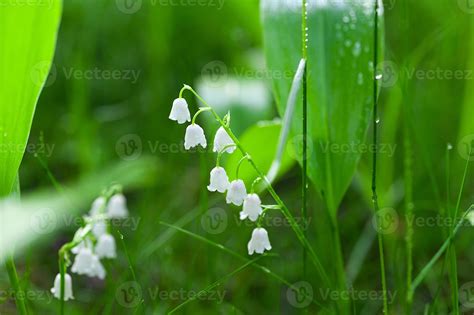 Background Of Lilies Valley Stock Photo At Vecteezy