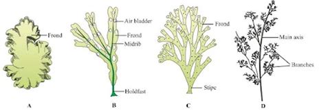The Given Figures A B C D Represent The Members Algae Identify The