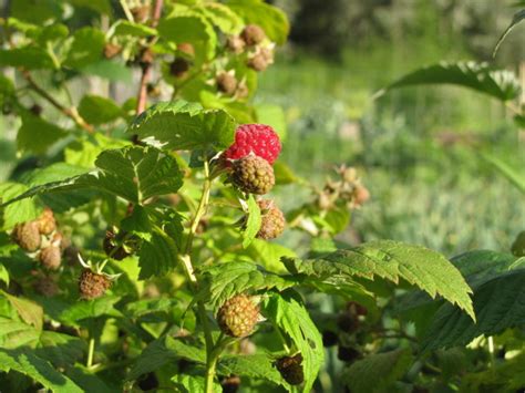 How To Maintain A Raspberry Patch How To Prune Raspberry Plants