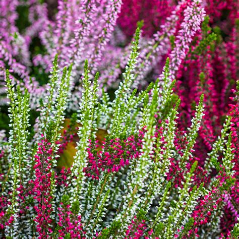 Heather Plants Heather Plants For Sale Gardeners Dream