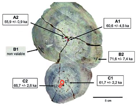 Section Transversale De La Concrétion Siamoise B10 Sur Laquelle Ont été Download Scientific