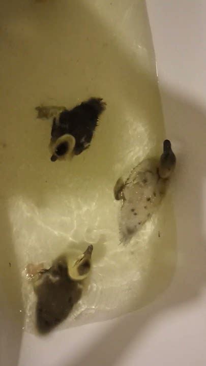 Гуси и утки купаются в ванной - YouTube