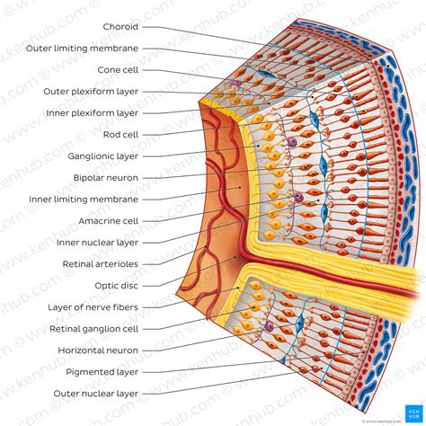 Rods Part Of The Eye