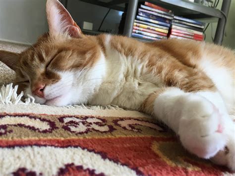 Orange And White Cat Sleeping On The Carpet Cat After Bath Meme Cat
