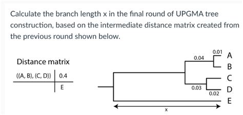 Calculate The Branch Length X In The Final StudyX