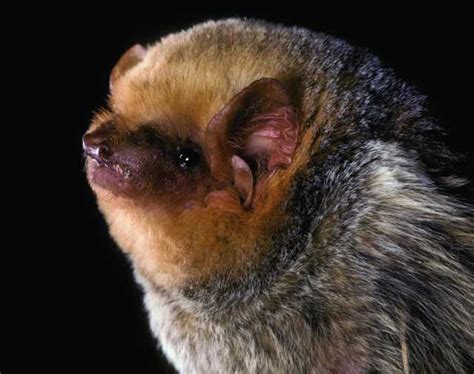 Northern California Bat Species Archives Northern California Bats