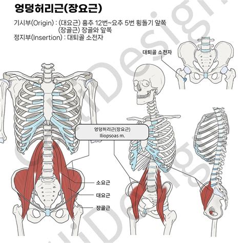 함께근육공부 시즌2 근육별기시정지 엉덩허리근 장요근 기시정지 캘리디자인 메디컬일러스트와 함께 차근차근 근육공부 해보아요~ 시즌1