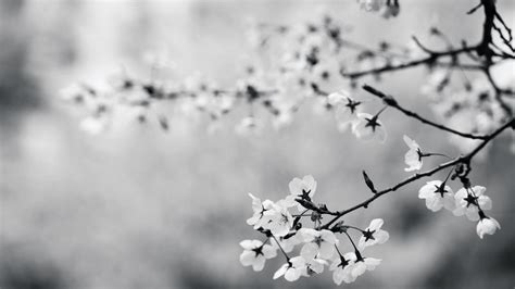 Fred Bielefeld Overleden Adverteren Pijnacker Nootdorp Telstar Online Krant En Online