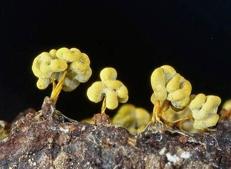 Physarum Polycephalum