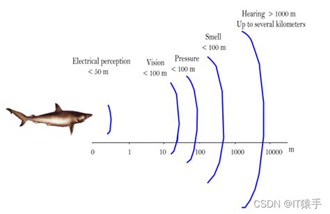 多目标优化算法：多目标白鲨优化算法mowso（提供matlab代码） Csdn博客