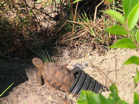 Gopher Tortoise Hatchlings