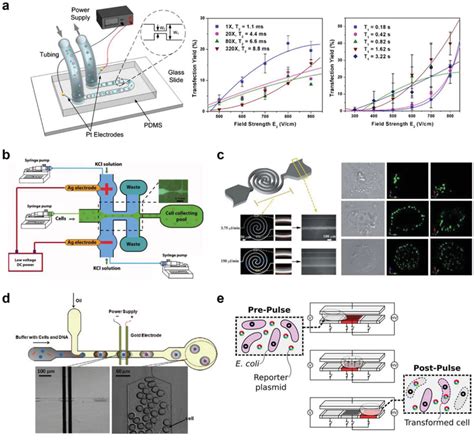 Microfluidic Flow‐through Electroporation A Schematic Of The Download Scientific Diagram