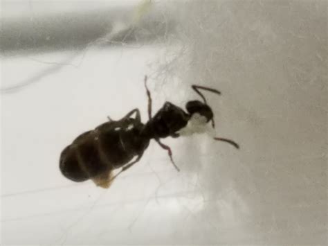Lasius Sp Tapinoma Sp Or Other Found In Portland Oregon Ant Id