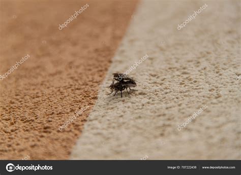 Sex Flies Flies Mating Reproduction Insects Stock Photo Andriykin