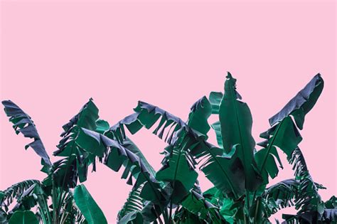 절단 경로를 포함하여 파스텔 색상의 배경에 천연 바나나 잎 0명에 대한 스톡 사진 및 기타 이미지 0명 나무 나뭇가지 Istock