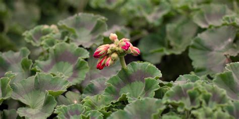 Why Arent My Geraniums Blooming Vermeer