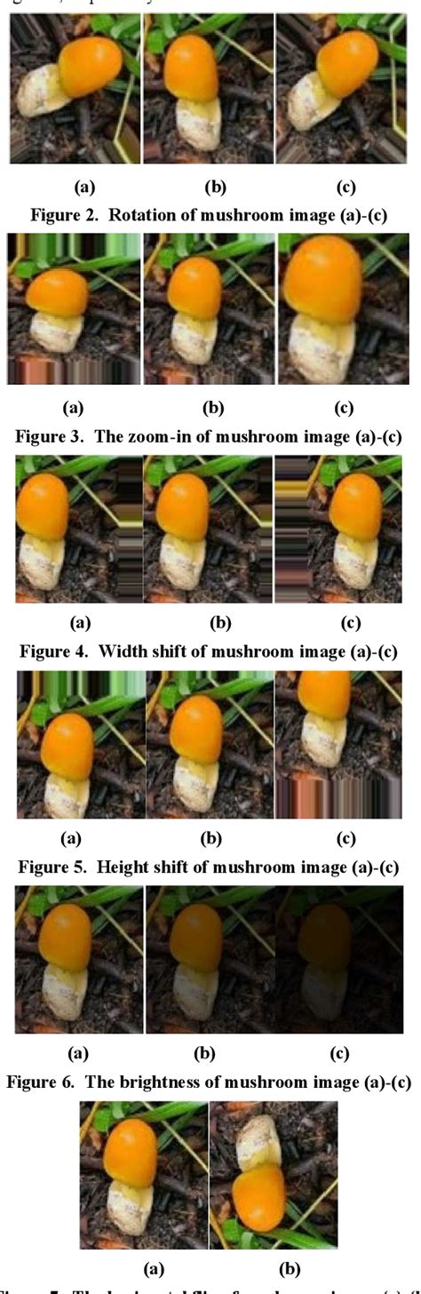 Figure 4 From Image Analysis Of Mushroom Types Classification By