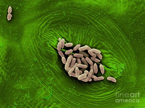 Sem Of E Coli Bacteria On Lettuce Photograph By Scimat Fine Art America