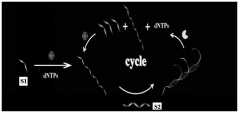 Nano Probe And Preparation Method And Application Thereof Eureka Patsnap