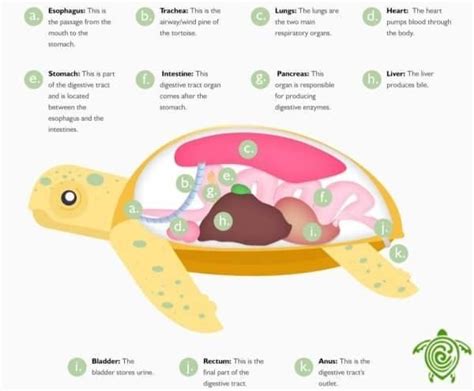 Best 13 Whats Inside A Turtle Shell [turtle Anatomy] All Turtles