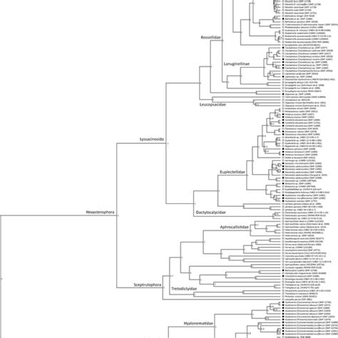 Maximum Clade Credibility Tree Based On Concatenated 16s 18s And 28s