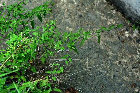 이름순 계절별 꽃색으로 찾기 좁은잎배풍등