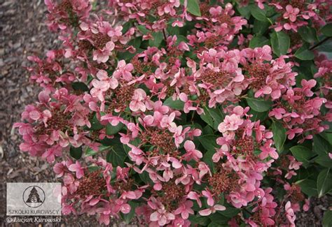 Гортензия Полистар Описание И Фото – Telegraph