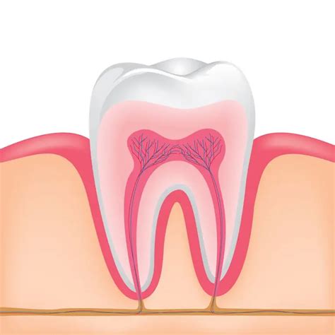 Pulp Structure Composition And Functions Of The Pulp Dentistry