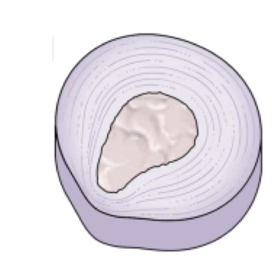 Thoracic Spine Flashcards Quizlet