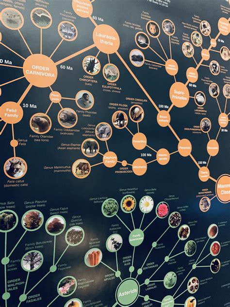 Evolution And Classification Of Life Poster Usefulcharts