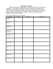 Tissues Lab Labs 2 3 And 4 Pdf Exploration Of Tissues Before Examining Your Slides First Find