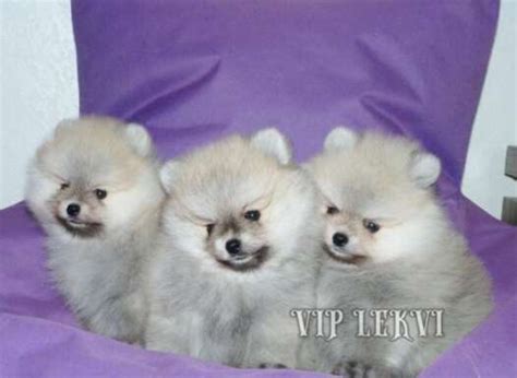 Vip Lekvi იყიდება პომერანული შპიცის დათუნია ლეკვები