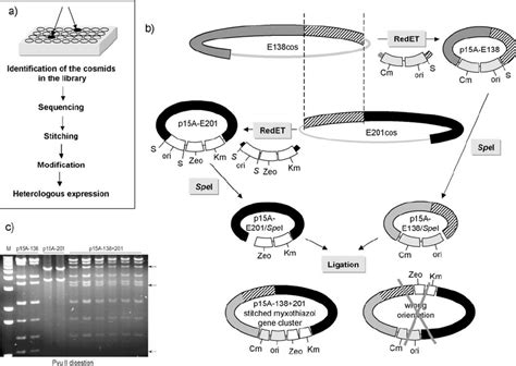 A General Workflow For The Expression Of The Complete Biosynthetic Download Scientific