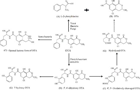The Main Biodegradation Pathways And Metabolites Of Ota Download