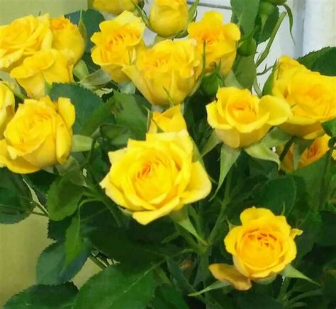 Pin by Filiz Uçar on GÜLLER | Flowers, Rose, Plants