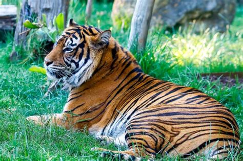 Premium Photo Tiger In Grass