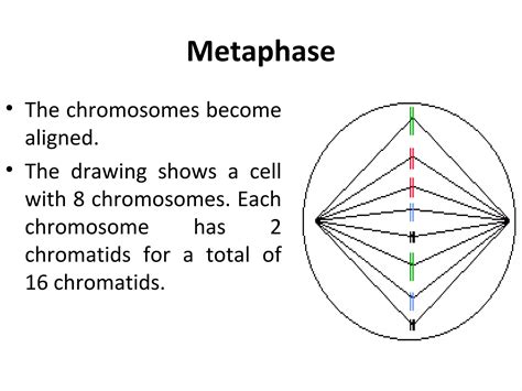 Cell And Functions Ppt