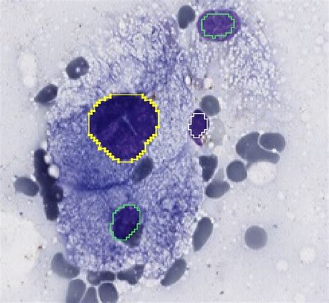 Exporting Annotations As Rgb Image Tiles Or Cut Out Annotations Not