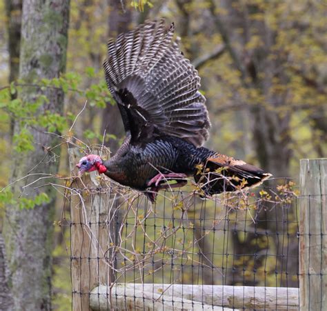 Talking Turkey Sharing An Island With Mysterious Beings Shelter