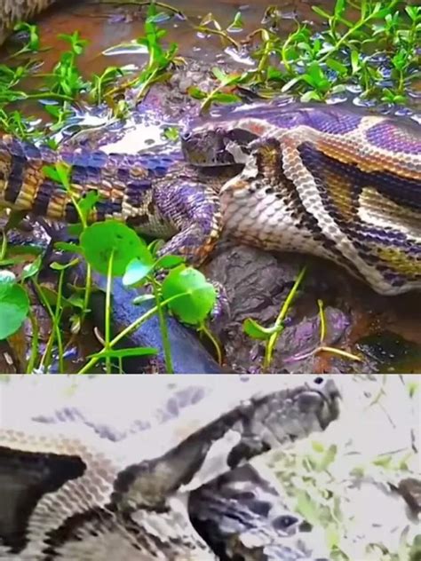 मगरमच्छ को ही जिंदा निगल गया ये अजगर होश उड़ा देगा नजारा Deadliest