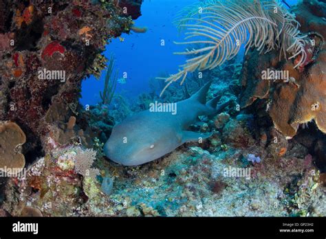 Nurse Shark Ginglymostoma Cirratum Turneffe Atoll Caribbean Belize