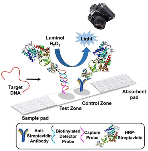 An Enzymatic Paper Based Biosensor For Ultrasensitive Detection Of Dna