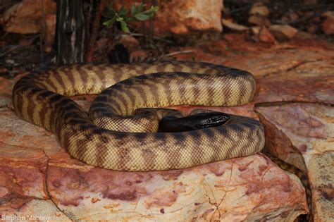 Kimberley Australia Aussie Pythons And Snakes Forum