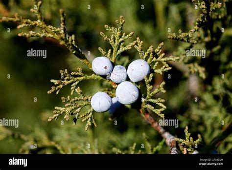 Spanish Juniper Juniperus Thurifera Is A Small Tree Native To Western