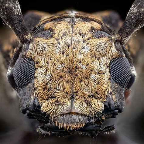 896 Best Longhorn Images On Pholder Longhorn Nation Nature Is Fucking Lit And Interestingasfuck